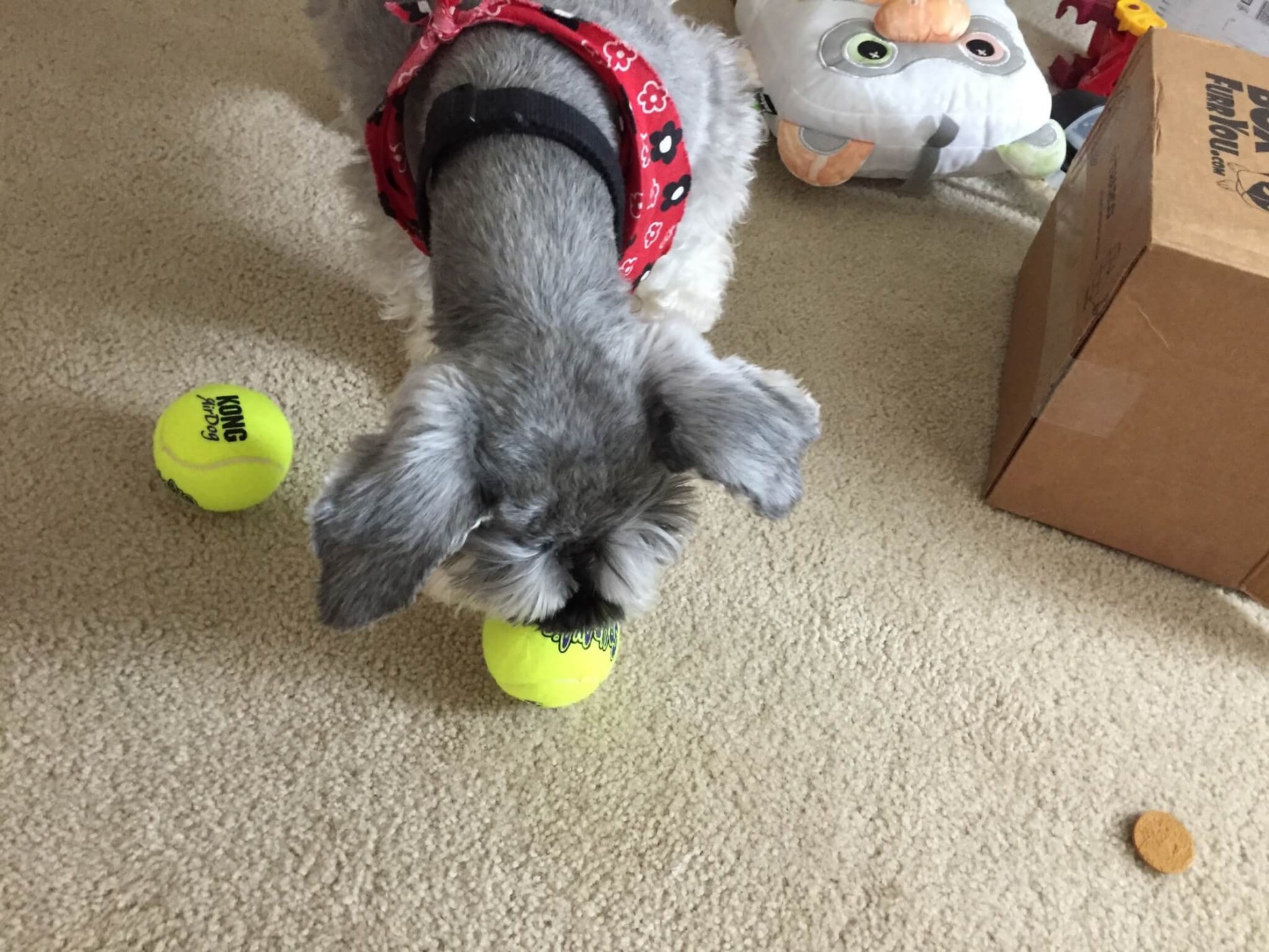 Box Furr You Subscription Box Review - June 2015 - Hello Subscription