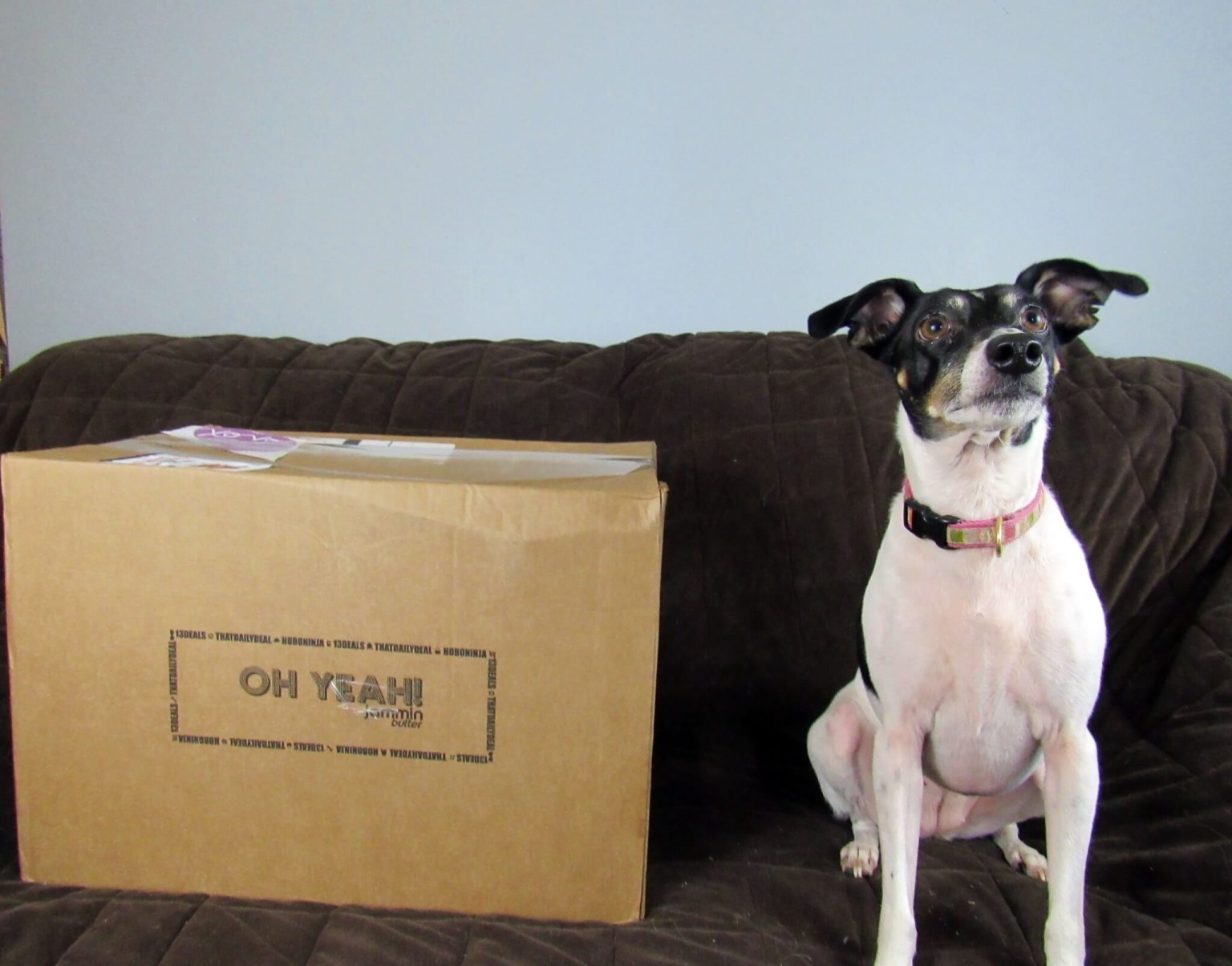 Stay Regular Monthly Mystery Box by That Daily Deal February 2016 ...