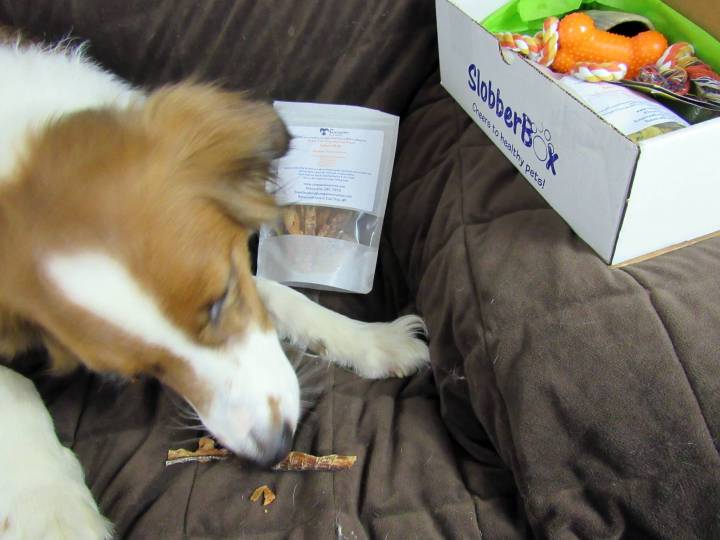 Slobberbox "Healer" Dog Subscription Box Review & Coupon - March 2016 ...