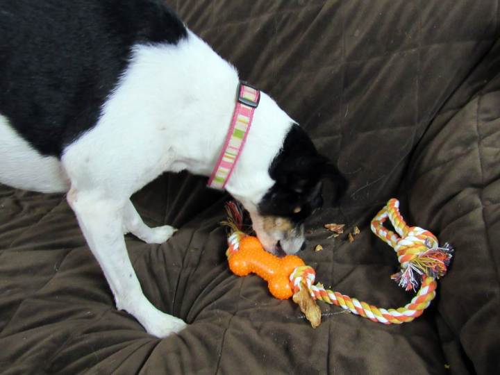 Slobberbox "Healer" Dog Subscription Box Review & Coupon - March 2016 ...