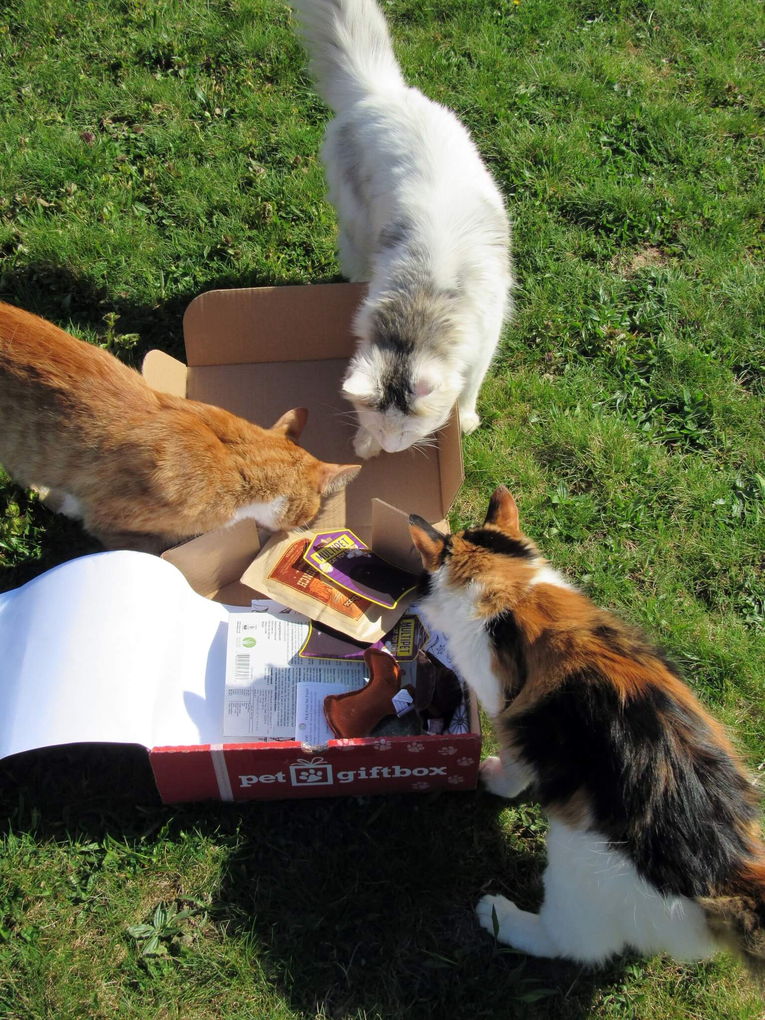 April 2016 PetGiftBox Cat Subscription Box Review + 50% Off Coupon ...