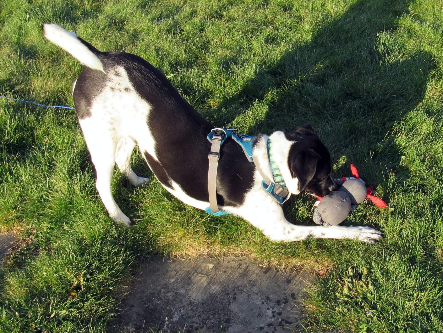 April 2016 PetGiftBox Dog Subscription Box Review + 50% Off Coupon ...