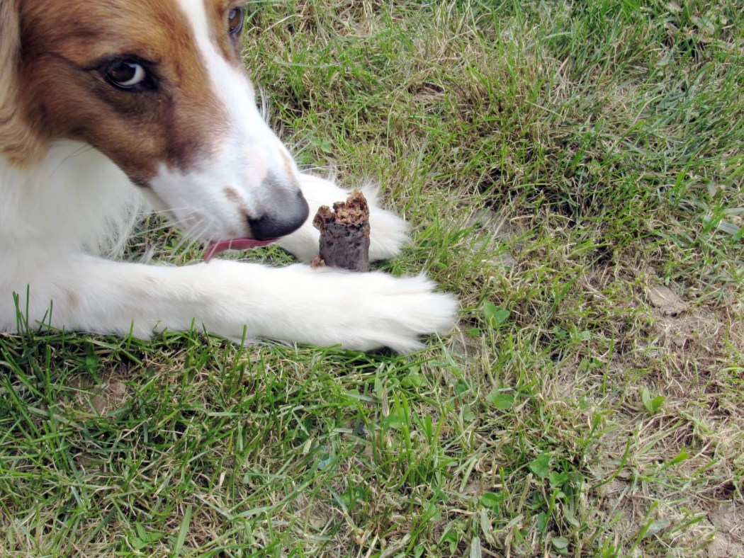 Daisy-Care Subscription Box Review & Coupon - May 2016 Large Dog ...