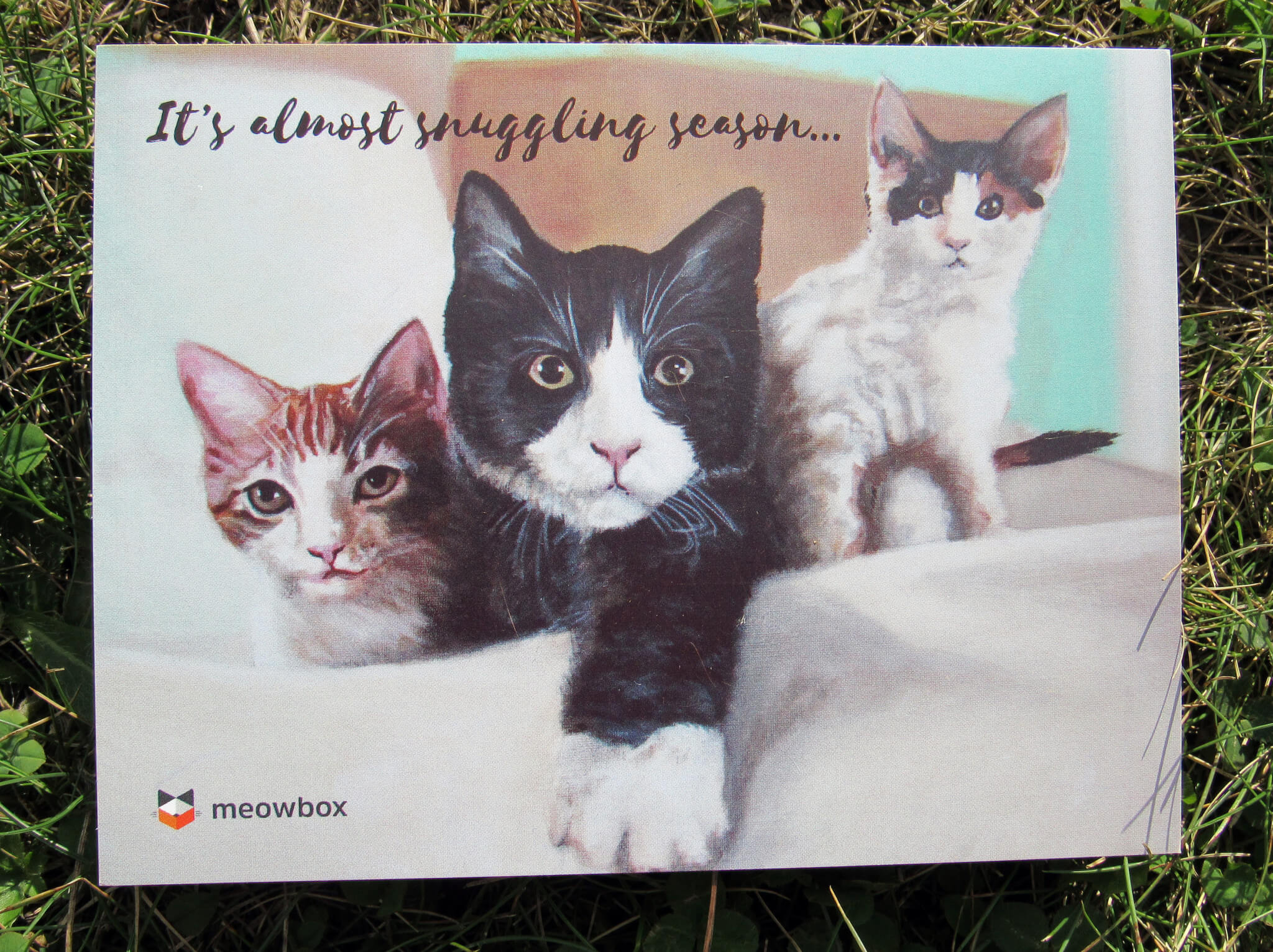 August 2016 Meowbox Subscription Box Review & Coupon - Hello Subscription