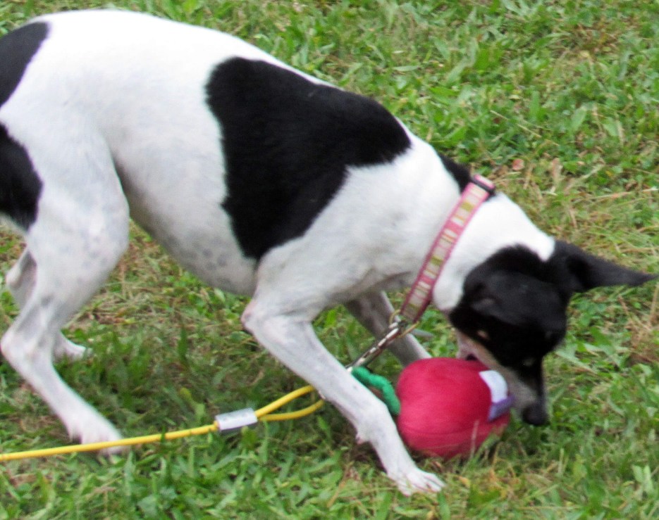 September 2016 PetGiftBox Dog Subscription Box Review + 50% Off Coupon ...