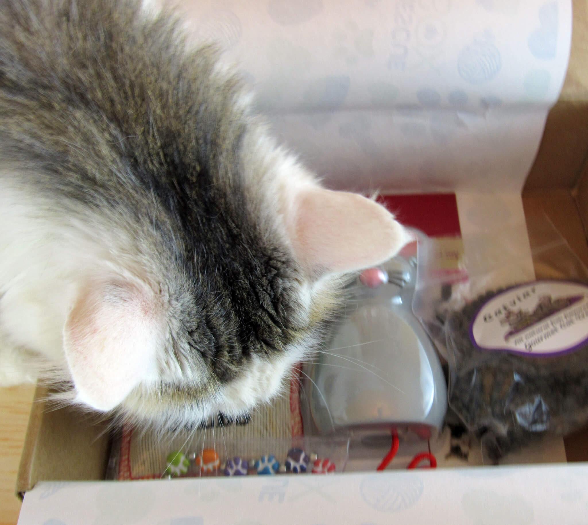 RescueBox Cat August 2016 Subscription Box Review - Hello Subscription