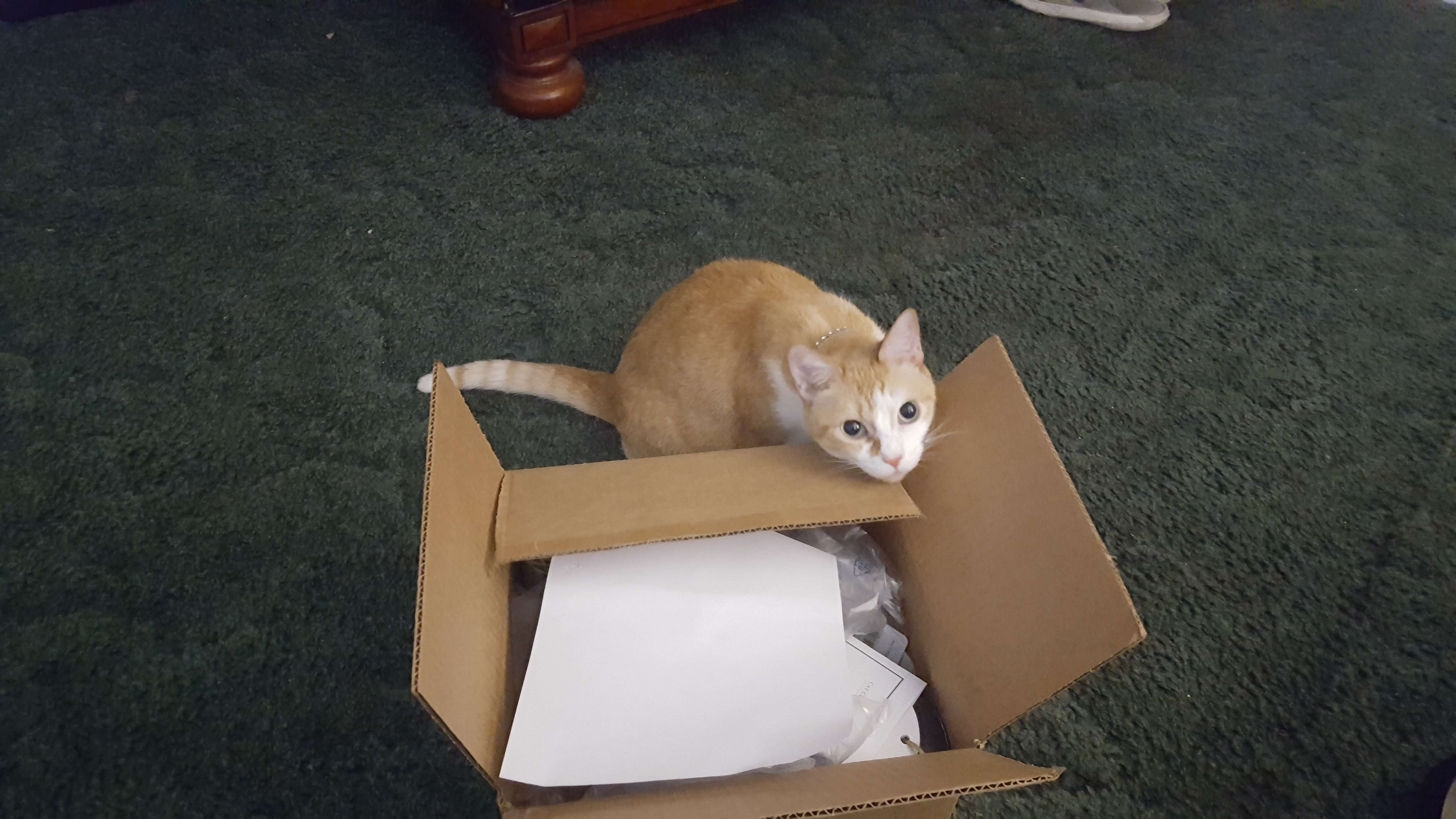 Cat Claws Club October 2016 Subscription Box Review - Hello Subscription