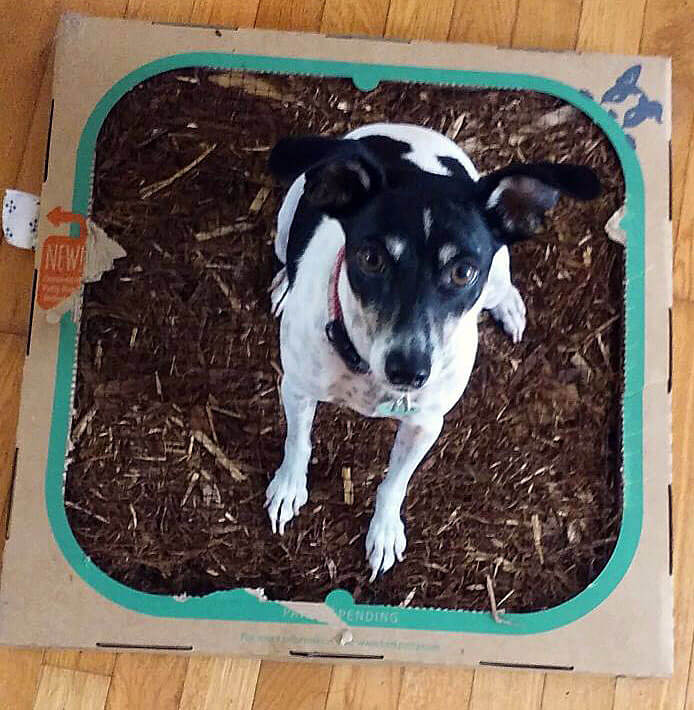 Bark Potty October 2016 Subscription Box Review - Hello Subscription