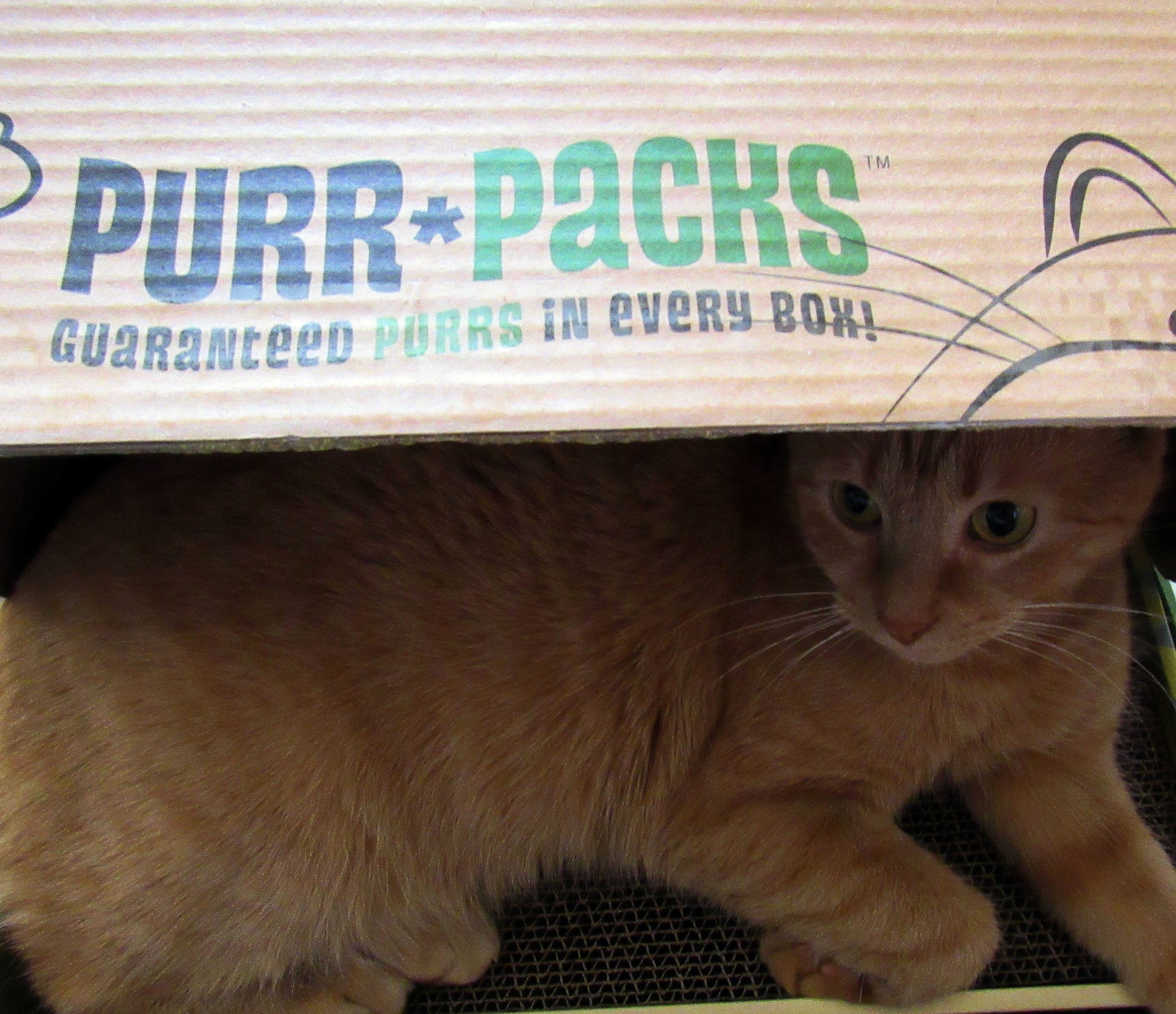 Purr-Packs December 2016 Subscription Review & Coupon - Fun and Love ...