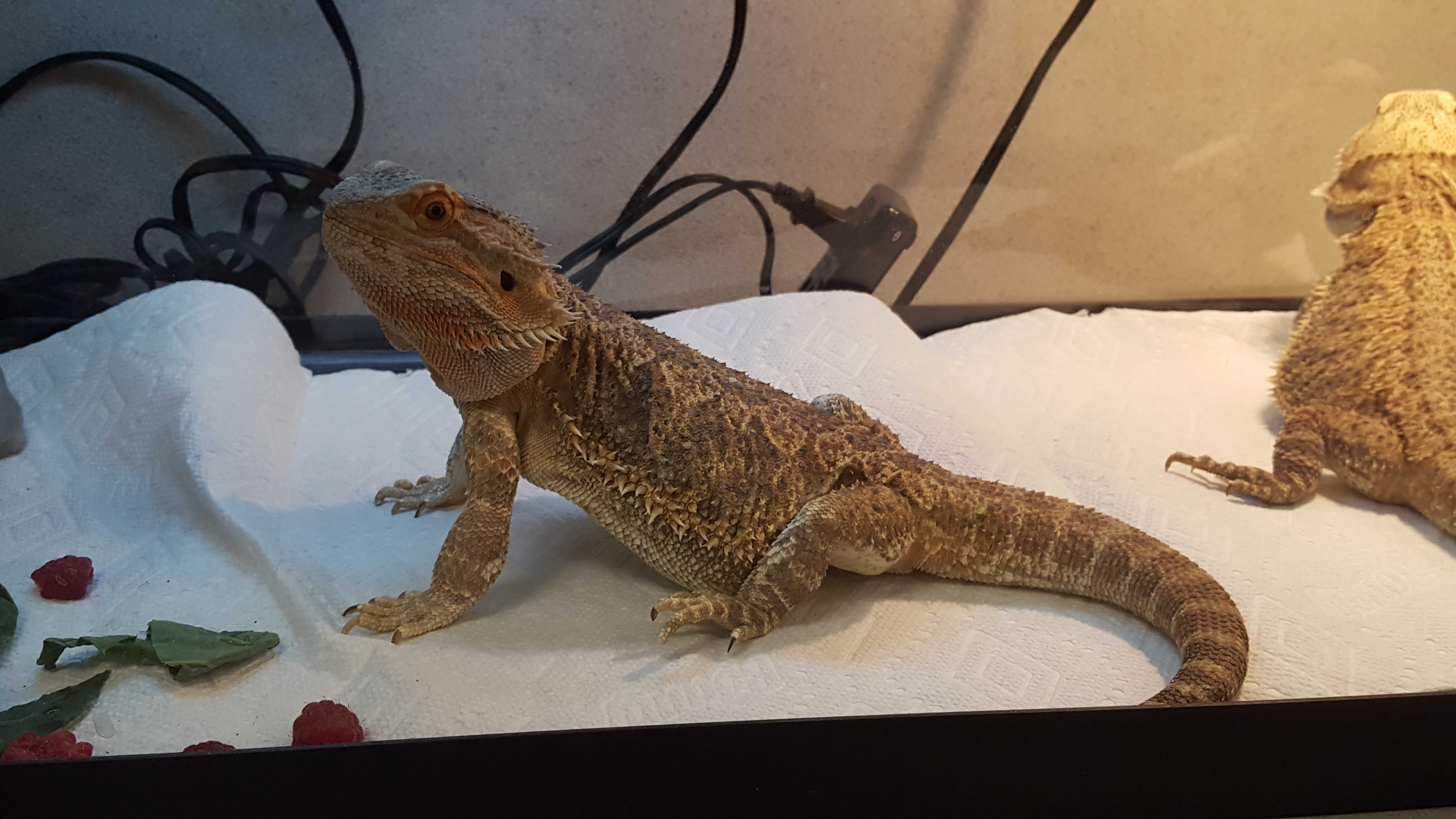 Bearded Dragon Box December 2016 Subscription Box Review + Coupon ...
