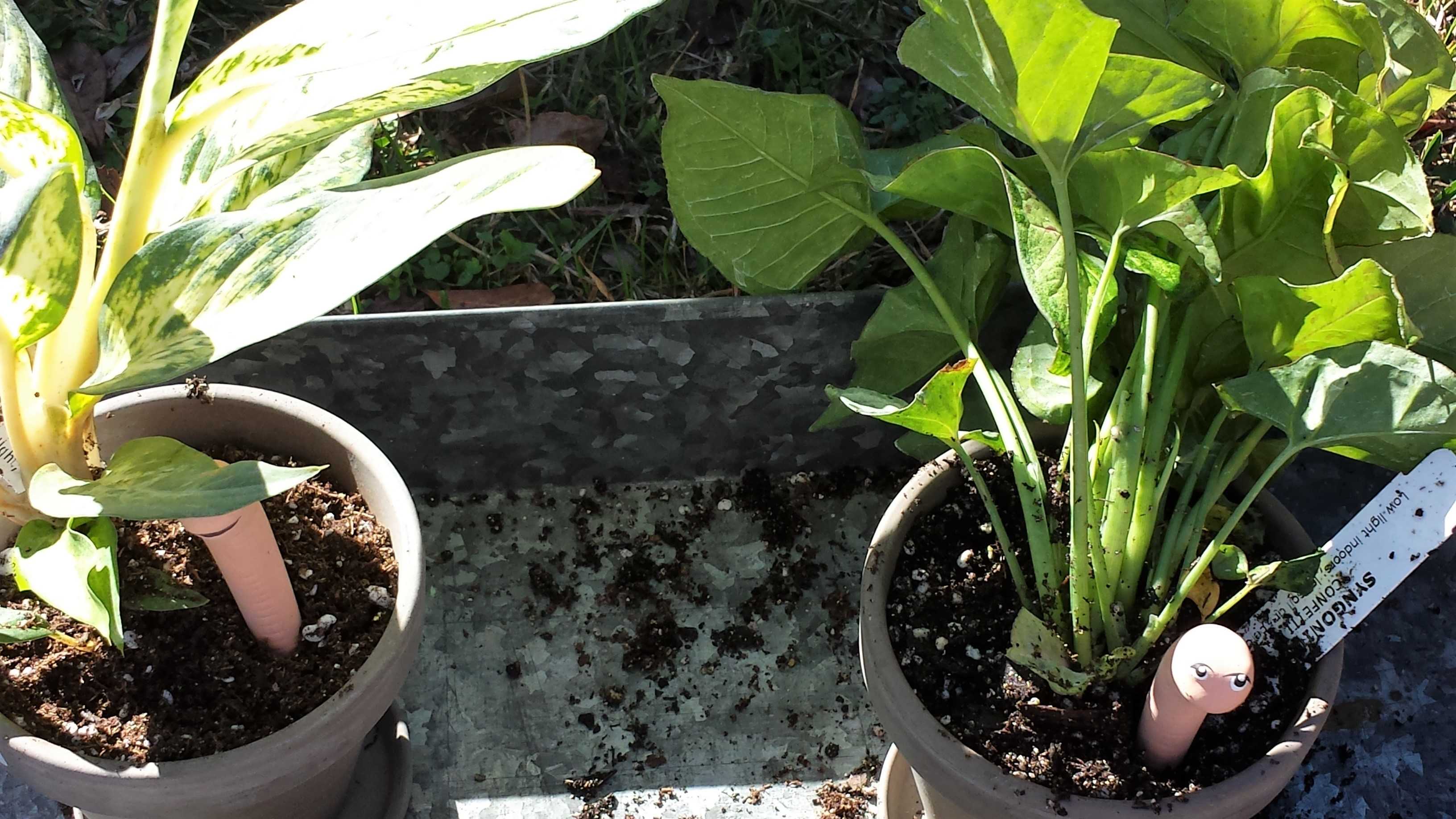 My Garden Box Subscription Review - January 2017 - hello subscription