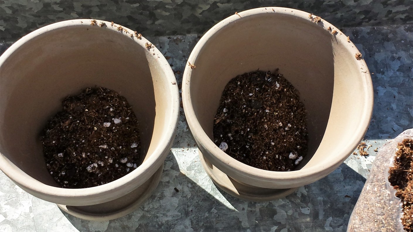 My Garden Box Subscription Review - January 2017 - hello subscription