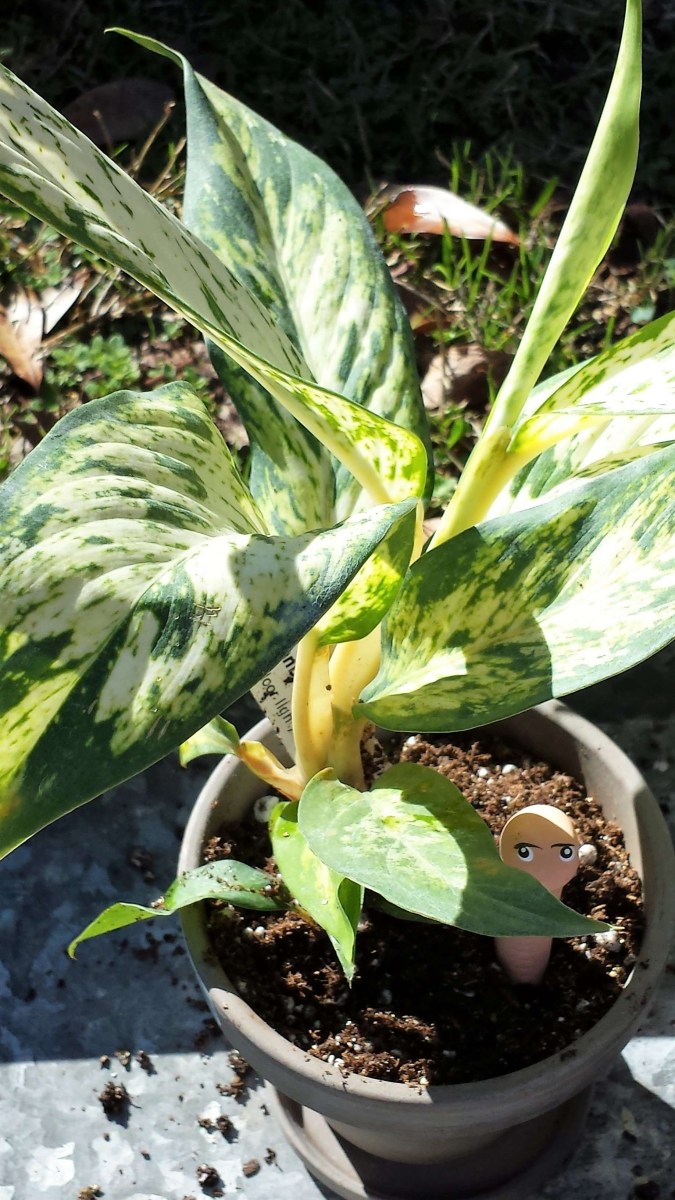 My Garden Box Subscription Review - January 2017 - hello subscription