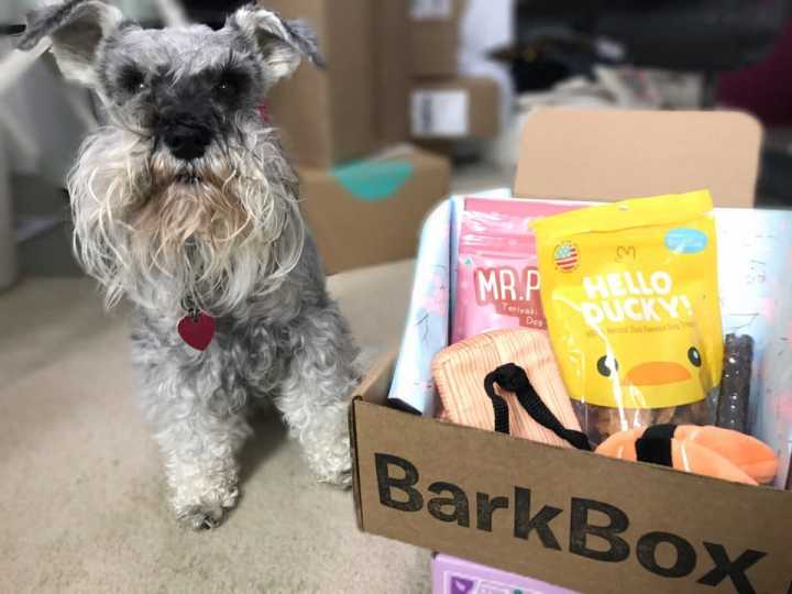 Barkbox March 2017 Subscription Box Review + Coupon - hello subscription