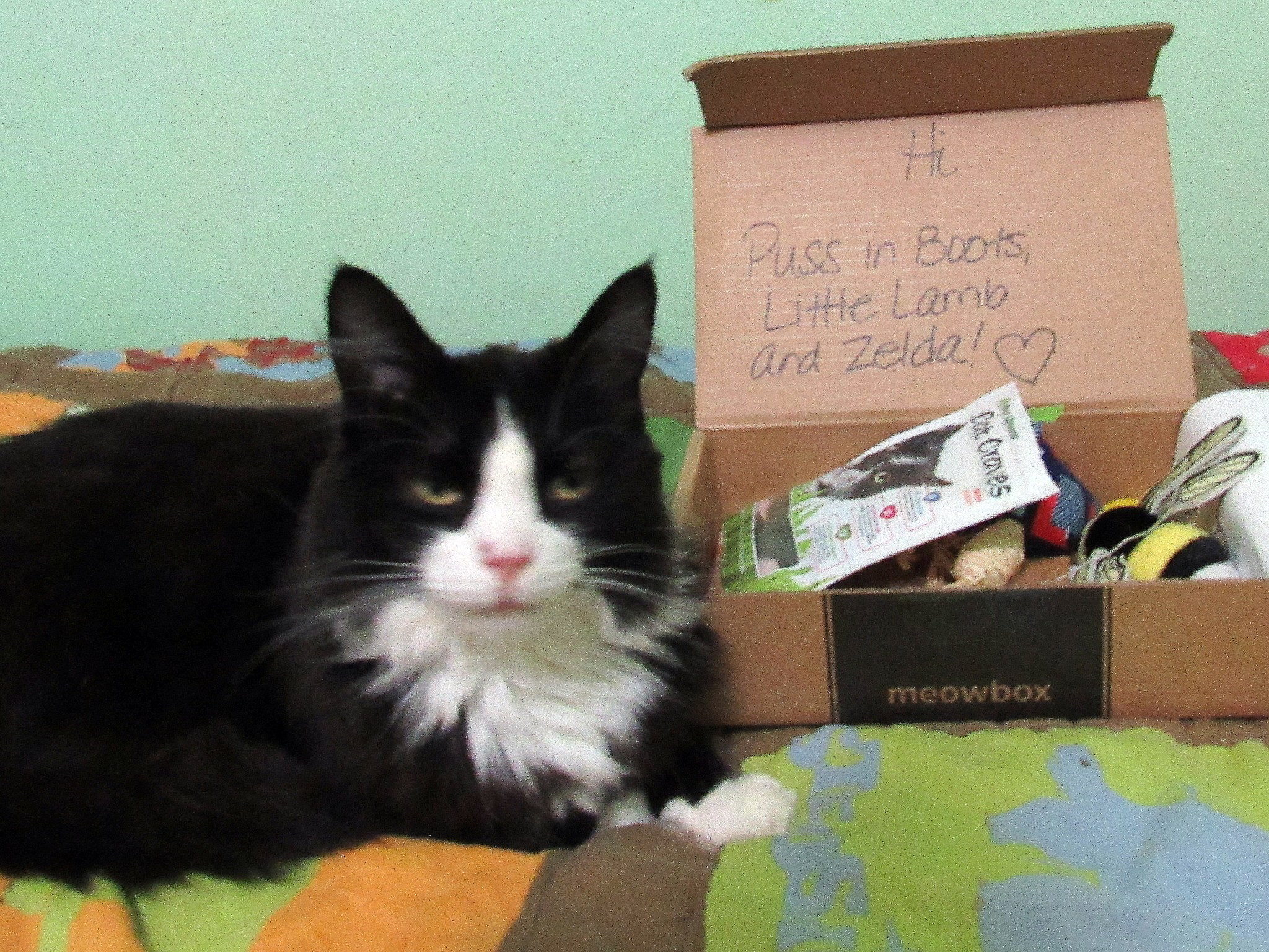 March 2017 Meowbox Subscription Box Review & Coupon - Hello Subscription