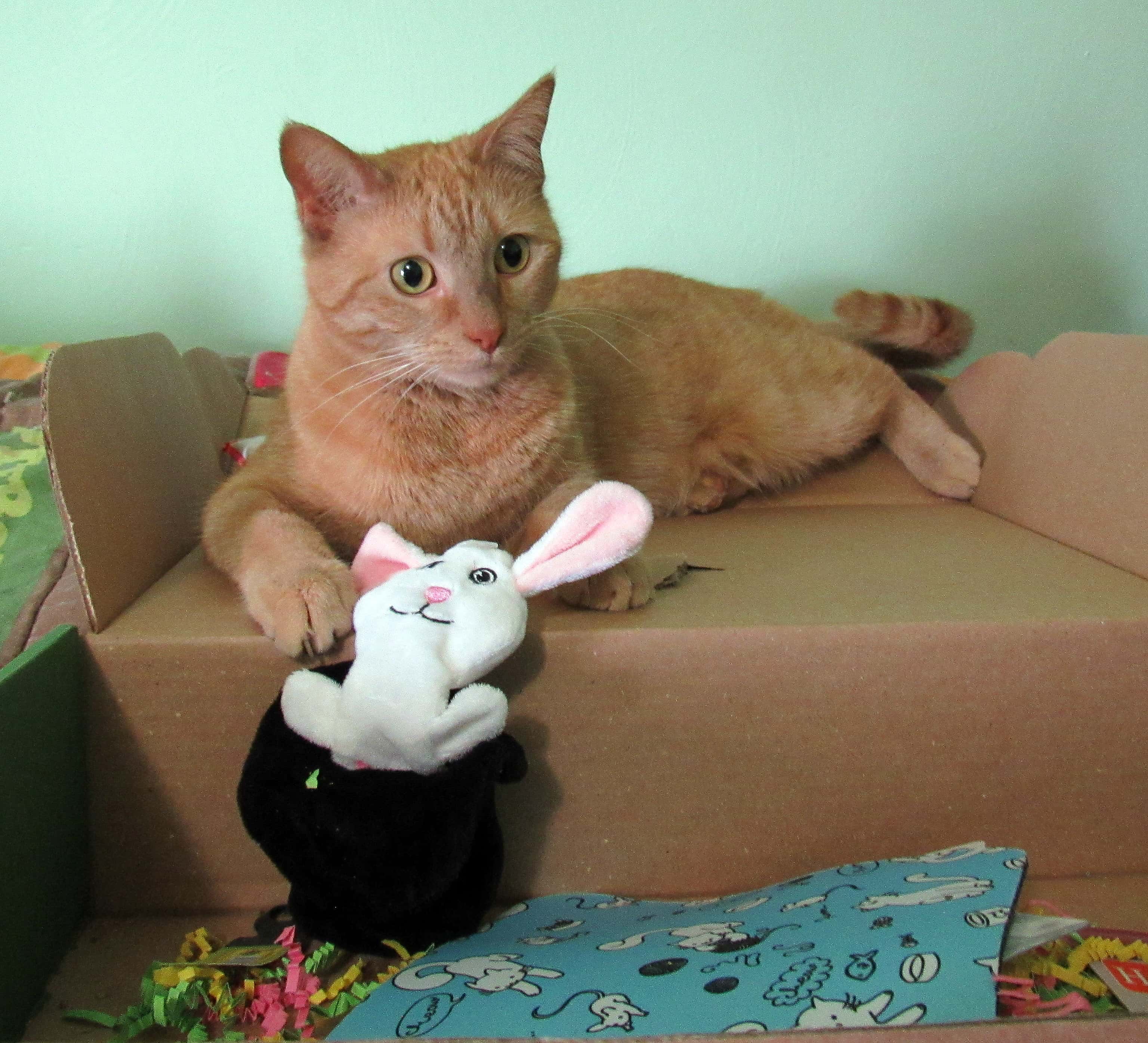 Purr-Packs April 2017 Subscription Review & Coupon - Fun and Love Size ...