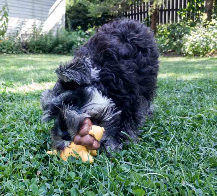 PupBox July 2017 Subscription Box Review + Coupon! - hello subscription