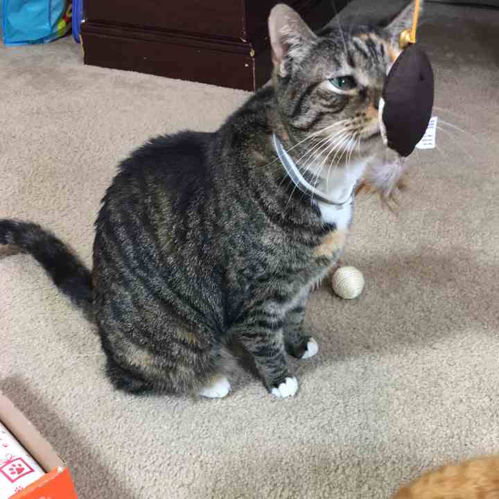 PetGiftBox August 2017 Cat Subscription Box Review + 50% Off Coupon ...