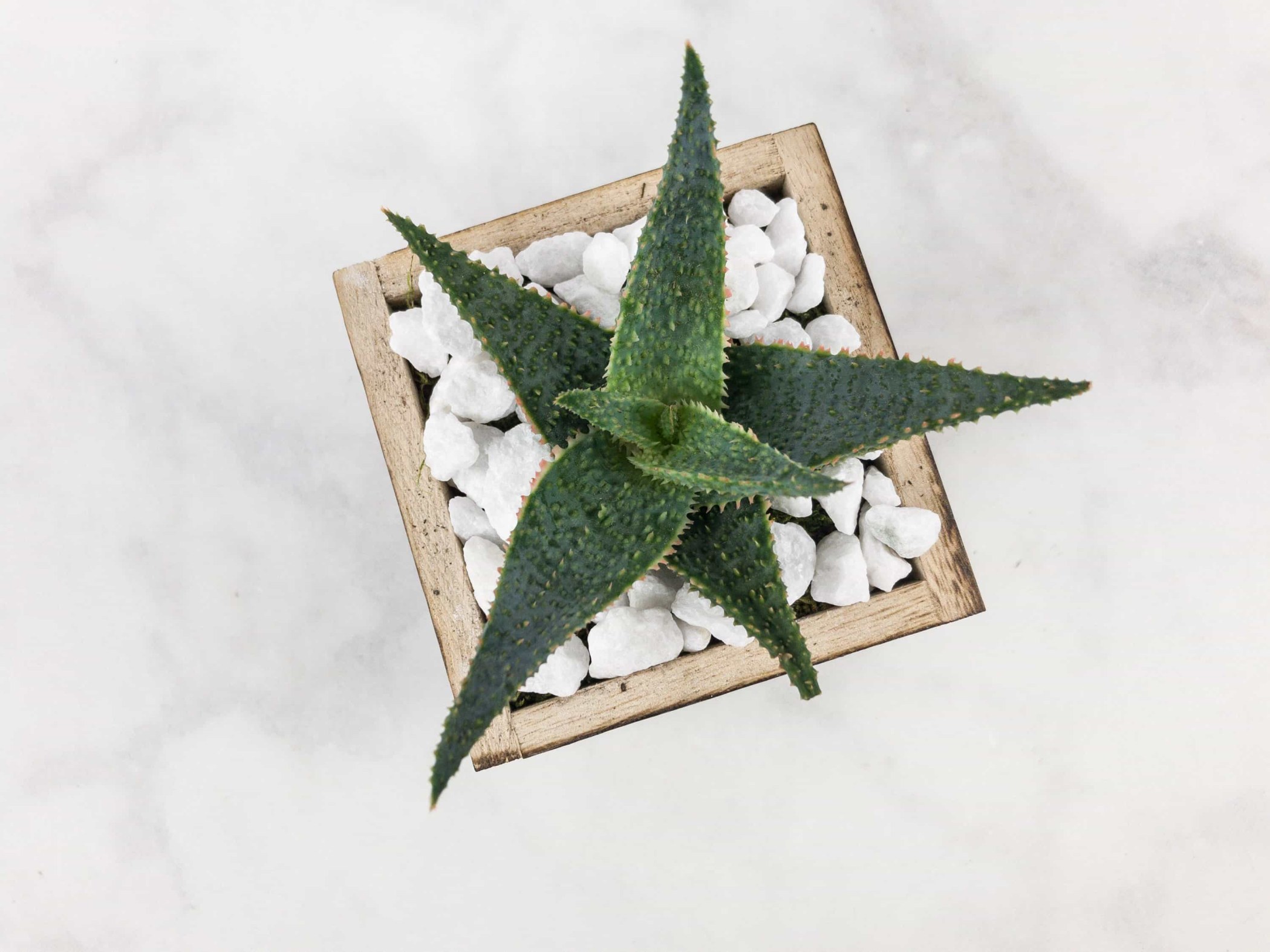 The Desert Box September 2017 Subscription Box Review - Hello Subscription