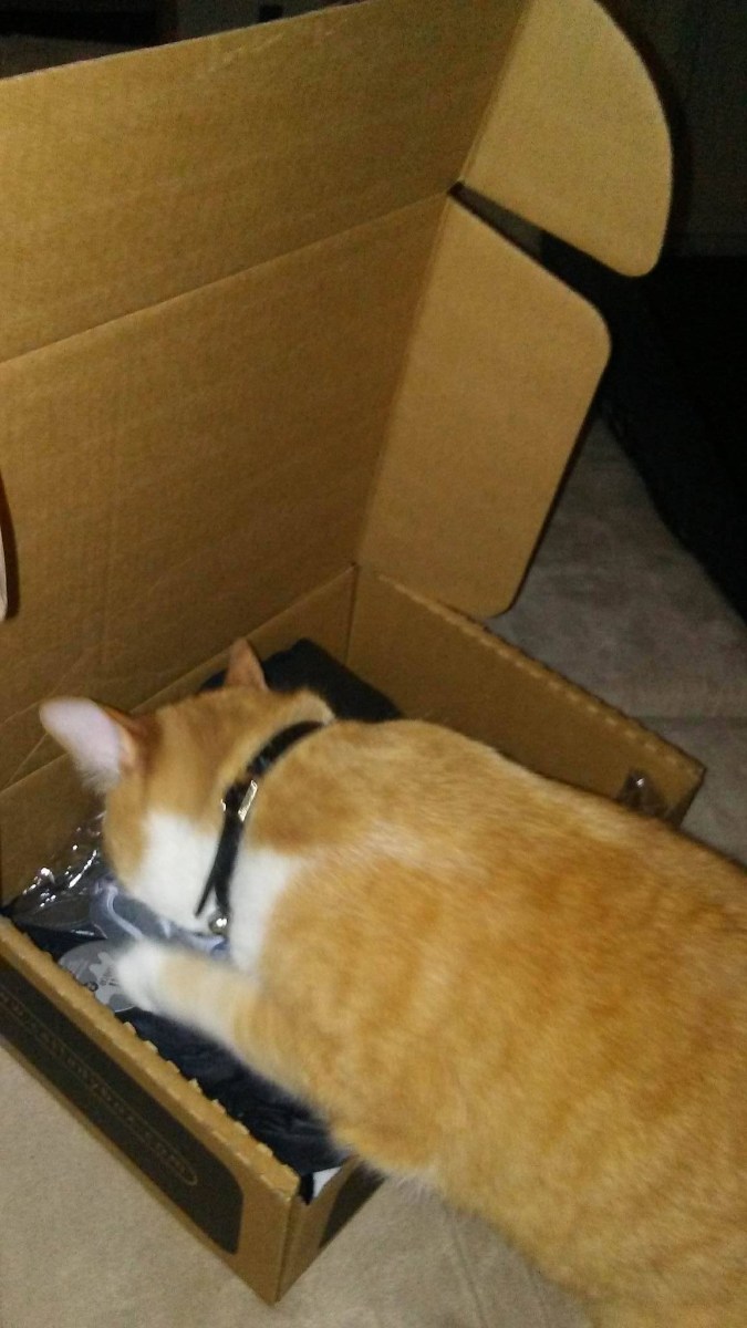 Cat Lady Box October 2017 Subscription Box Review + Coupon - Hello ...