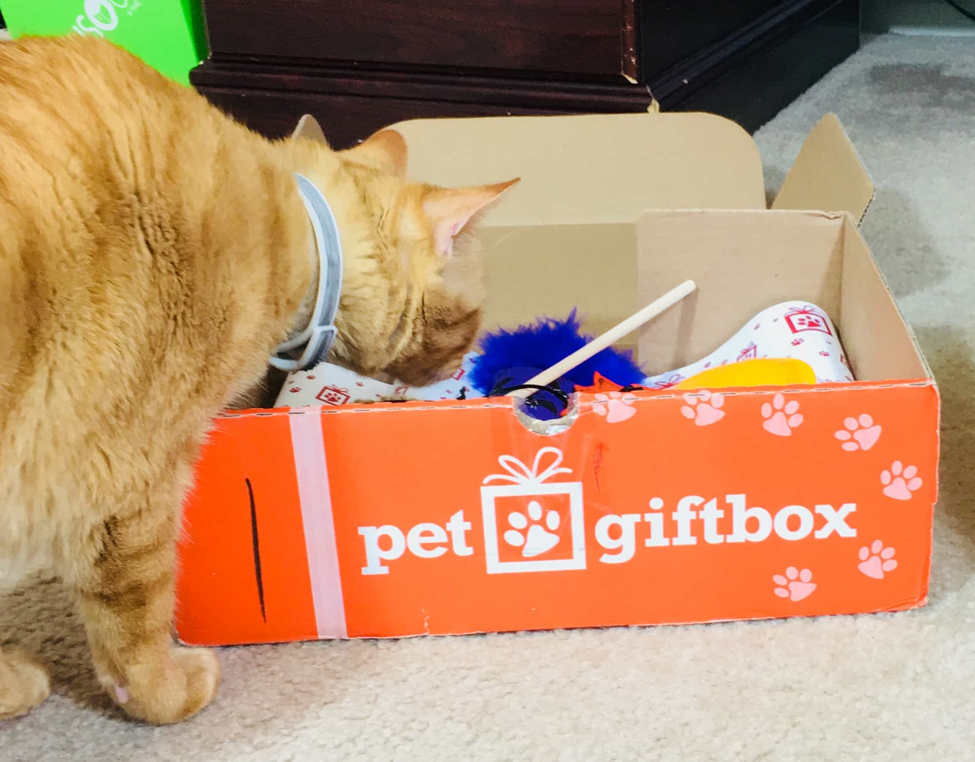 PetGiftBox October 2017 Cat Subscription Box Review + 50% Off Coupon ...
