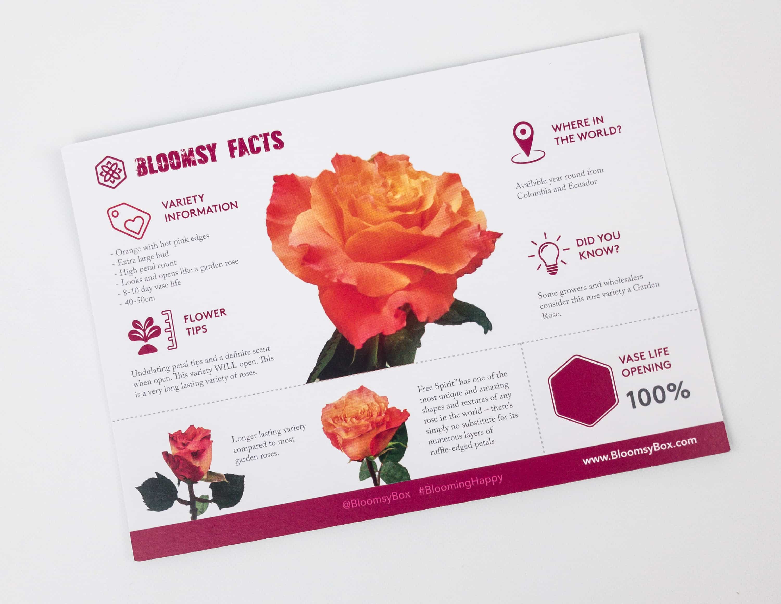 BloomsyBox Flower November 2017 Subscription Box Review & Coupon ...