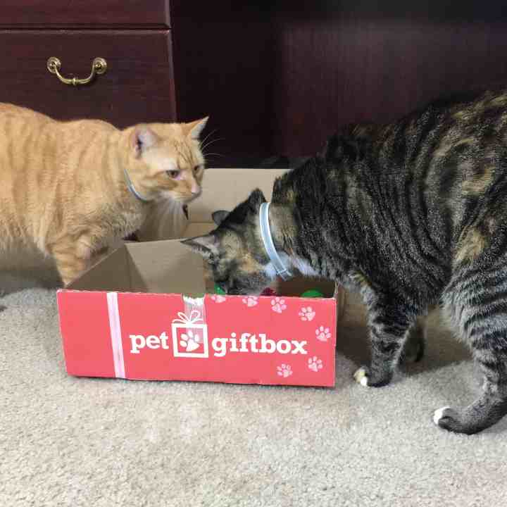 PetGiftBox December 2017 Cat Subscription Box Review + 50% Off Coupon ...