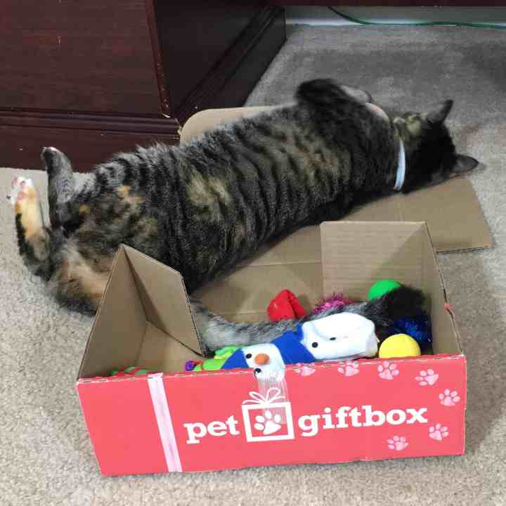 PetGiftBox December 2017 Cat Subscription Box Review + 50% Off Coupon ...