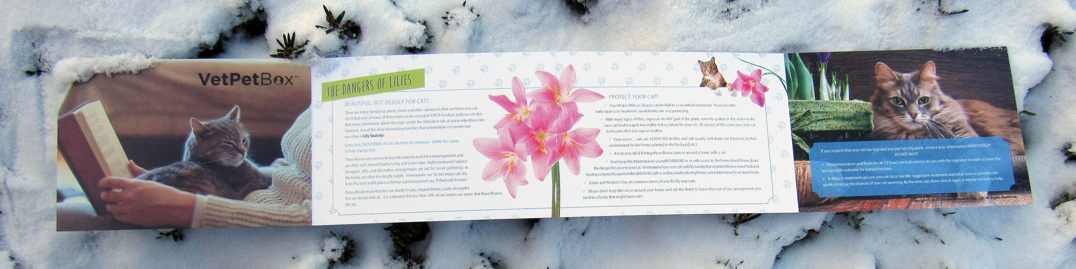 VetPet Box Cat & Kitten Welcome Box Subscription Box Review - Multiple ...