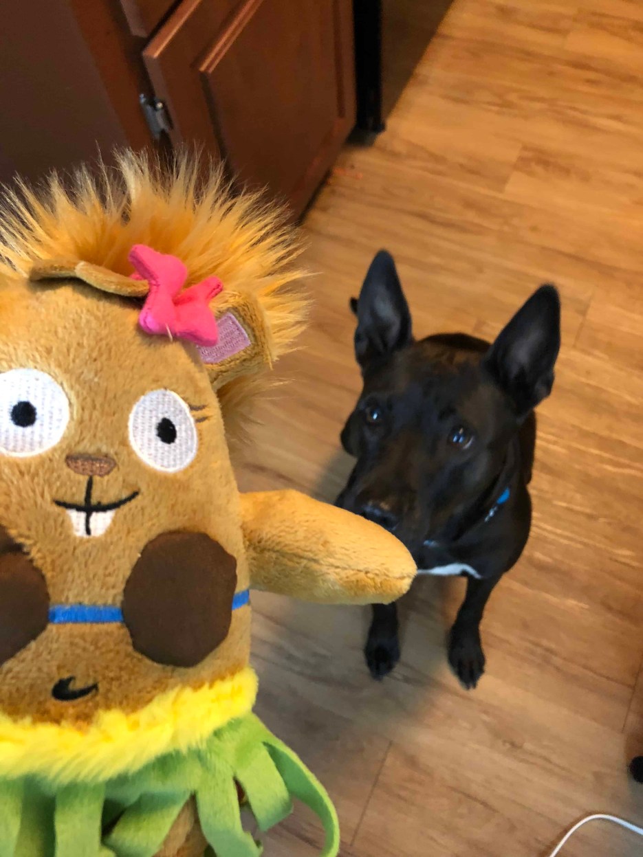 Barkbox February 2018 Subscription Box Review + Coupon - Large Dog ...
