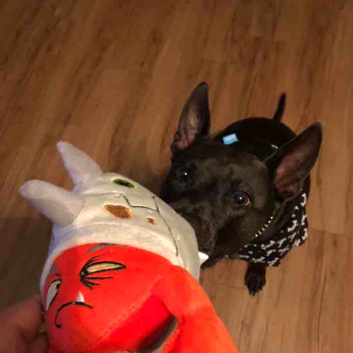 Barkbox July 2018 Subscription Box Review + Coupon - Large Dog - hello ...