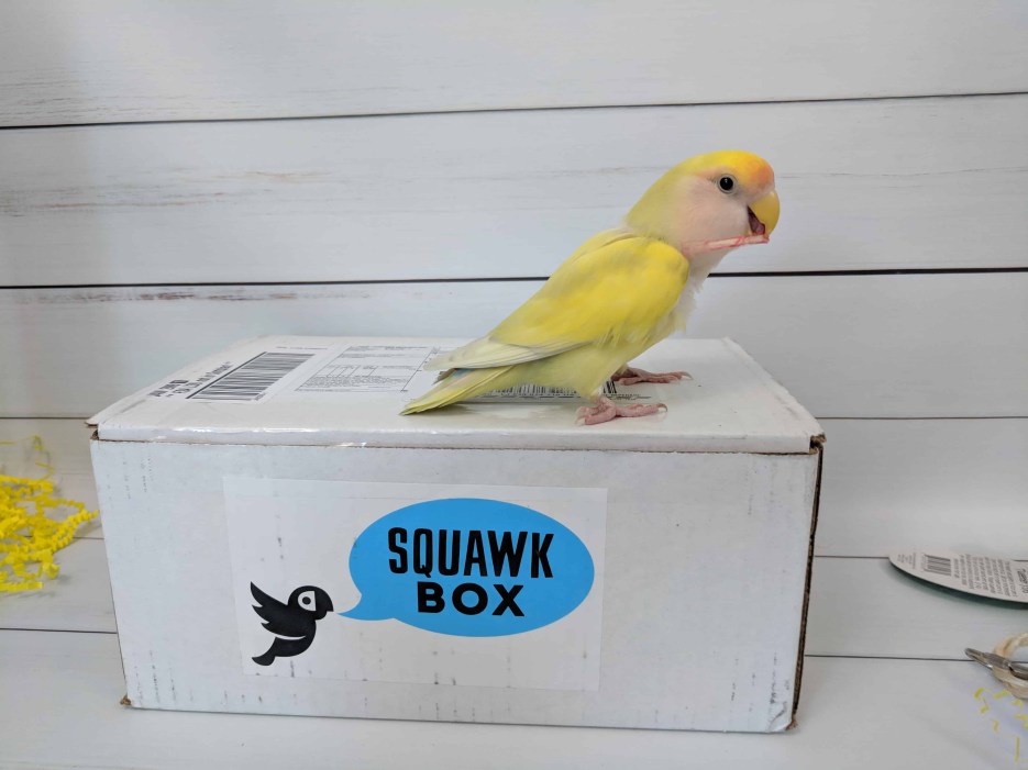 Squawk Box Subscription Review - July 2018 - Hello Subscription