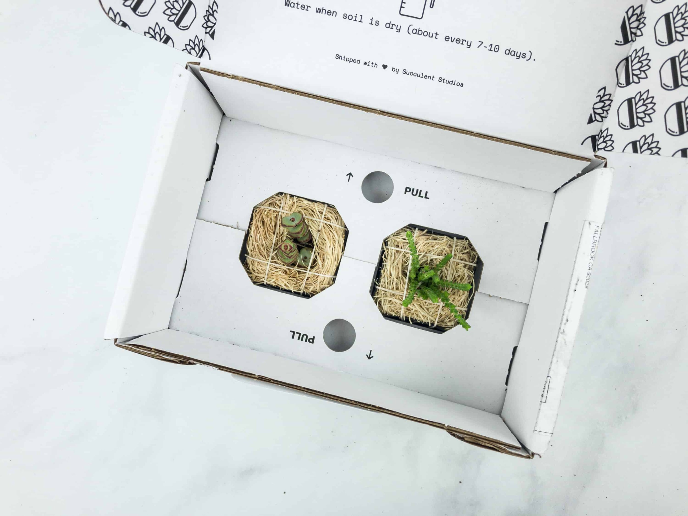 Succulent Studios Subscription Box Review + Coupon - Hello Subscription