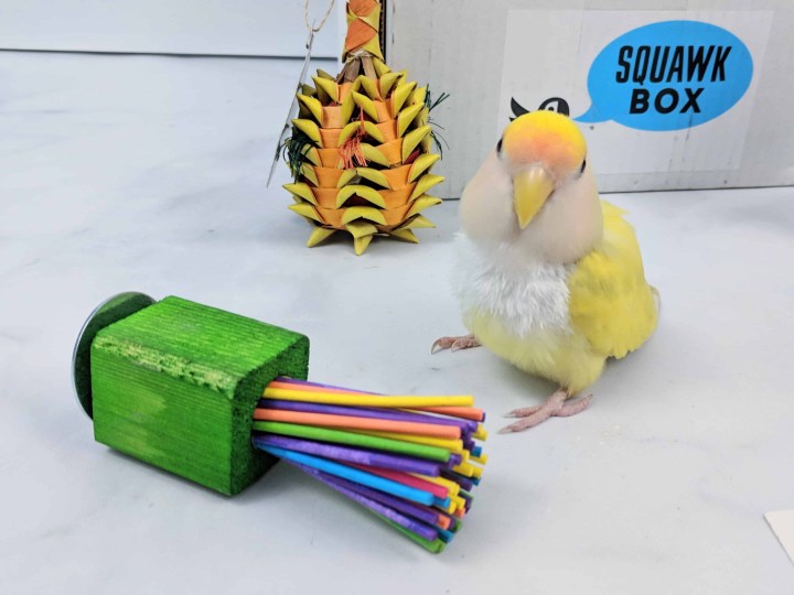 Squawk Box Subscription Review - November 2018 - hello subscription