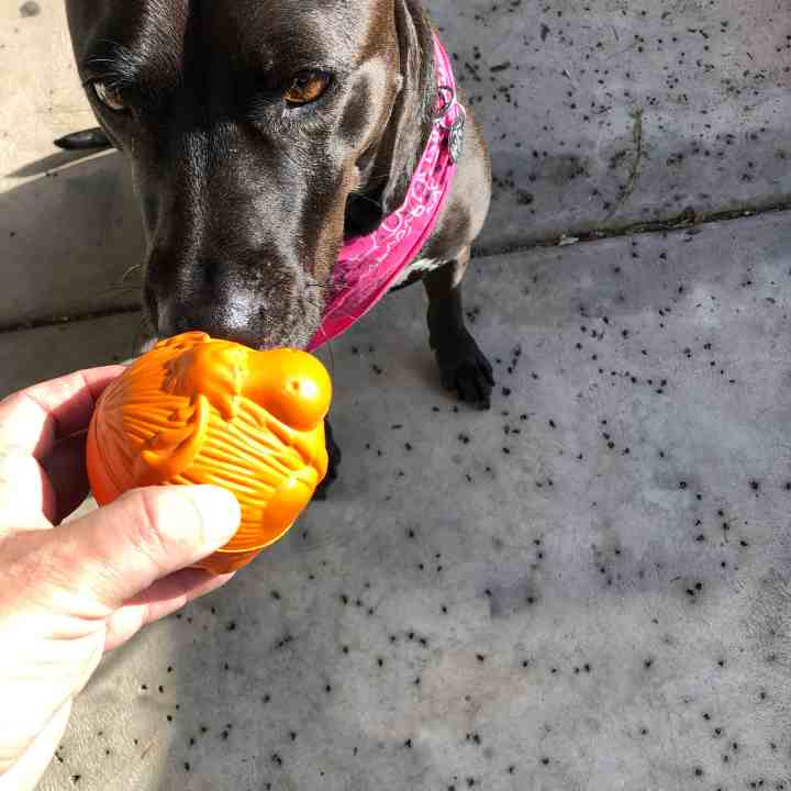 Super Chewer November 2018 Subscription Box Review - hello subscription