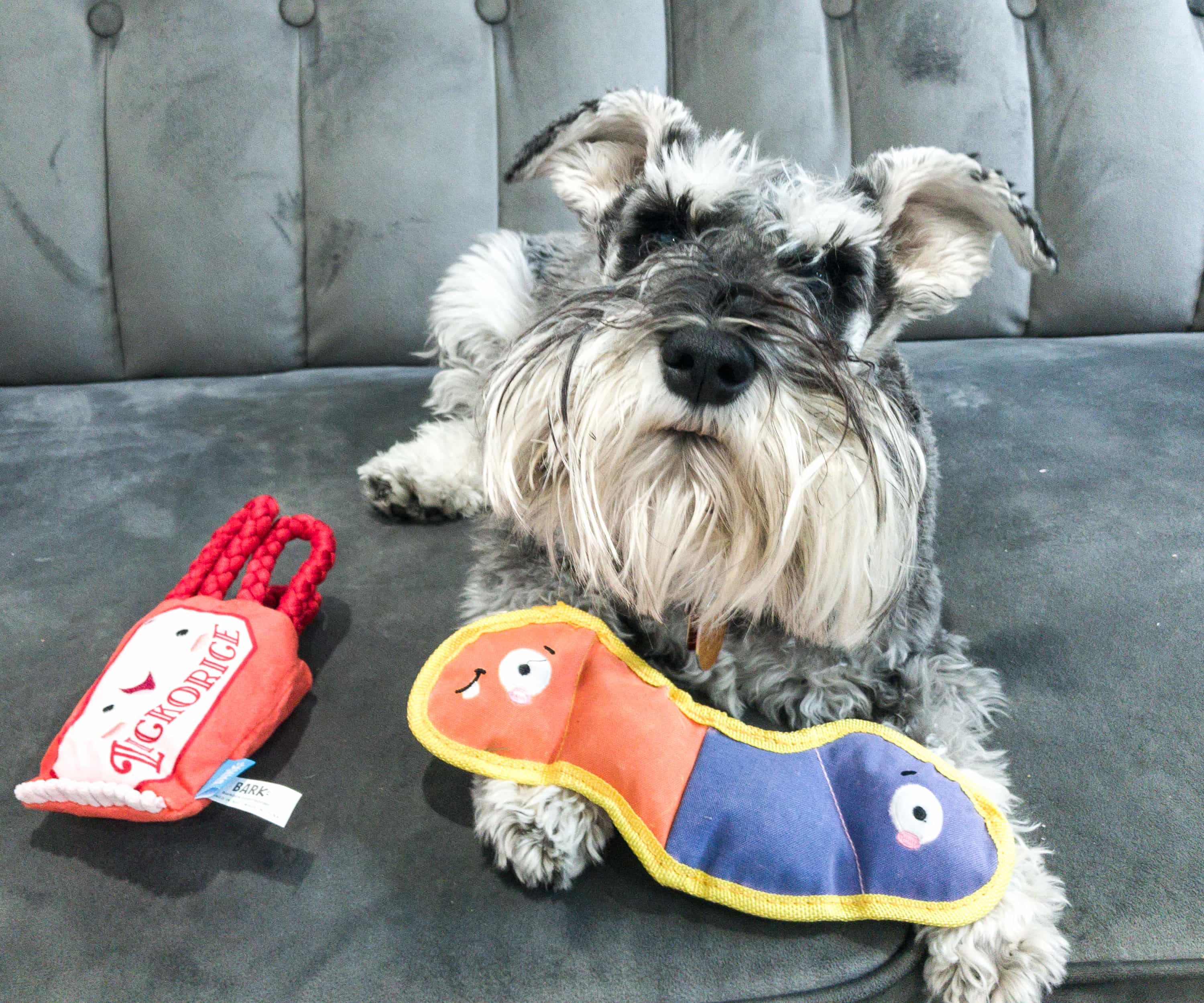 Barkbox February 2019 Subscription Box Review + Coupon - hello subscription