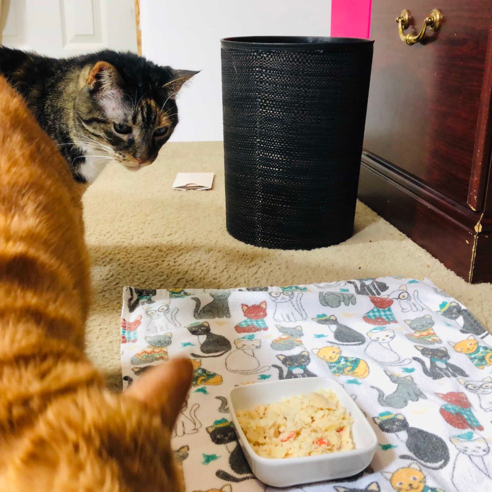 Nom Nom Cats April 2019 Review + Coupon! - hello subscription