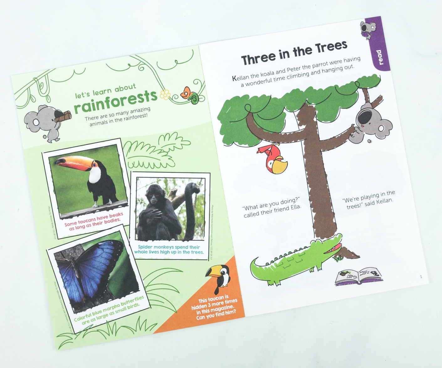 KiwiCo Koala Crate RAINFOREST Subscription Box Review & Coupon - Hello ...