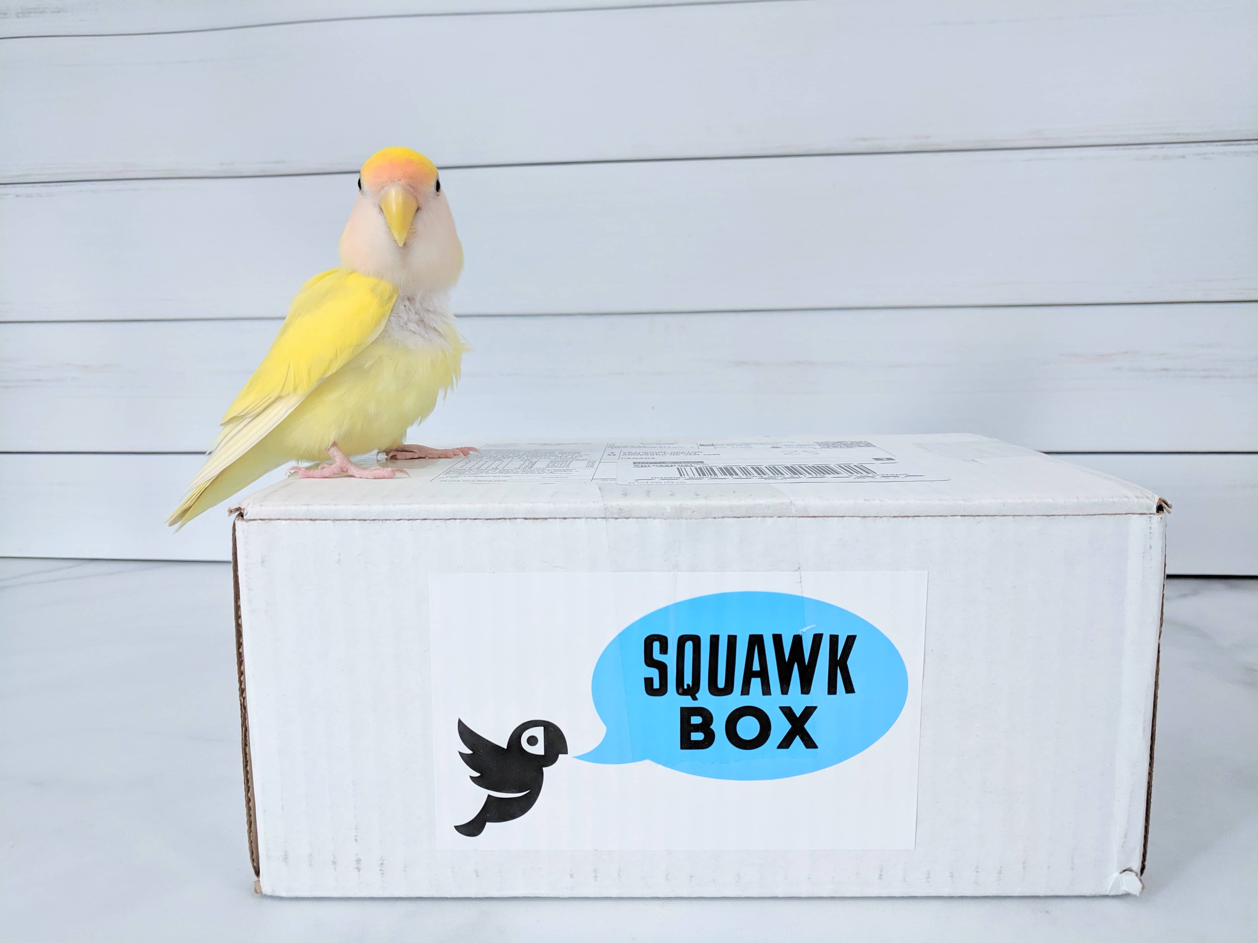 Squawk Box July 2019 Subscription Review - Hello Subscription