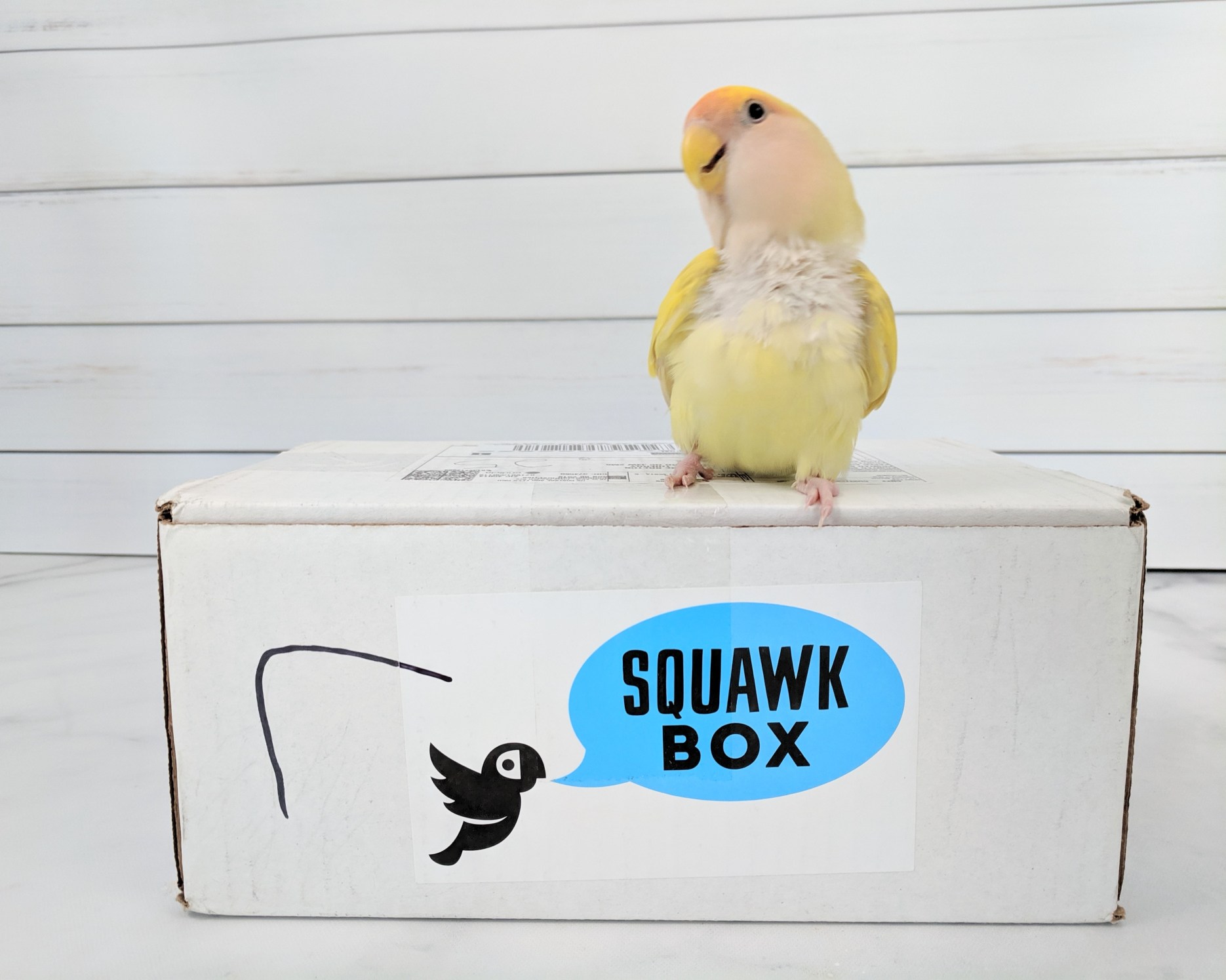 Squawk Box August 2019 Subscription Review - Hello Subscription