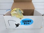 Squawk Box August 2019 Subscription Review - Hello Subscription