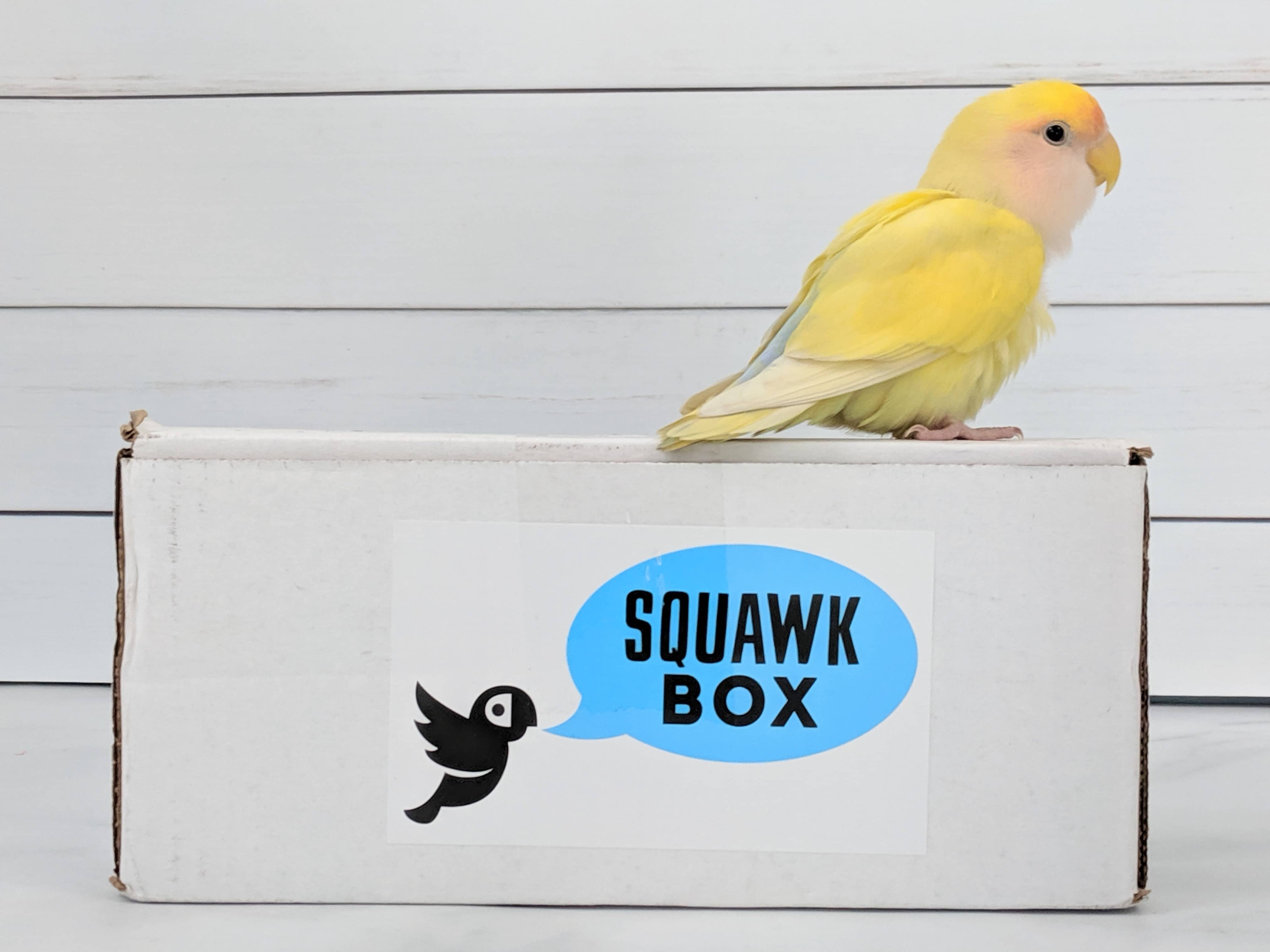 Squawk Box September 2019 Subscription Review - Hello Subscription