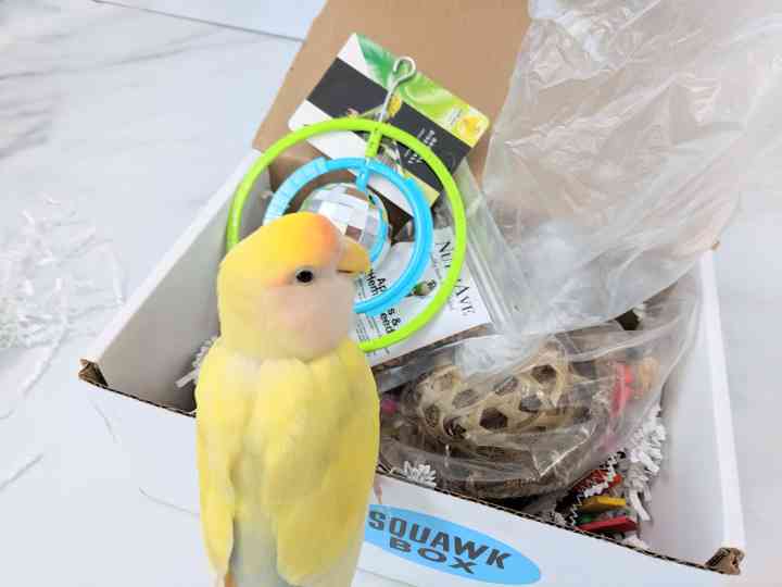 Squawk Box September 2019 Subscription Review - hello subscription