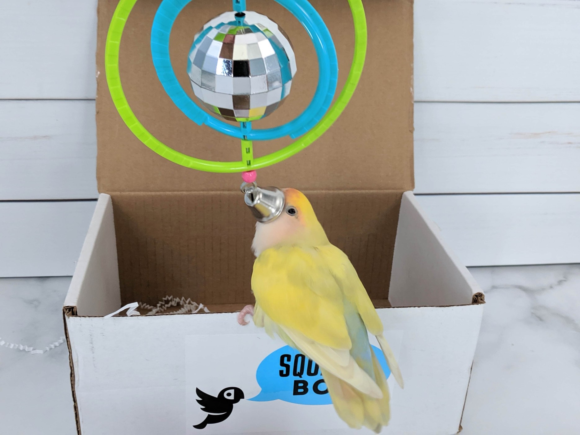 Squawk Box September 2019 Subscription Review - hello subscription