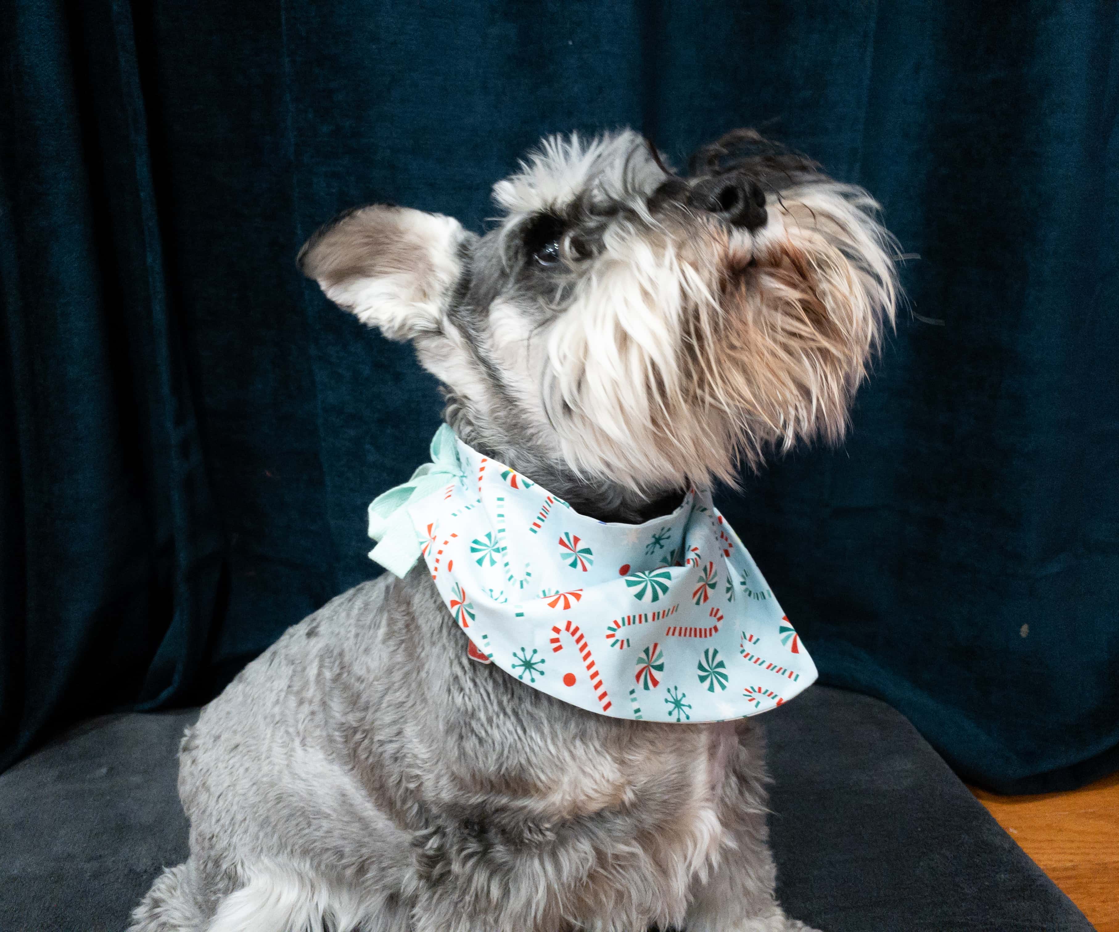 The Dapper Dog Box December 2019 Subscription Box Review + Coupon ...