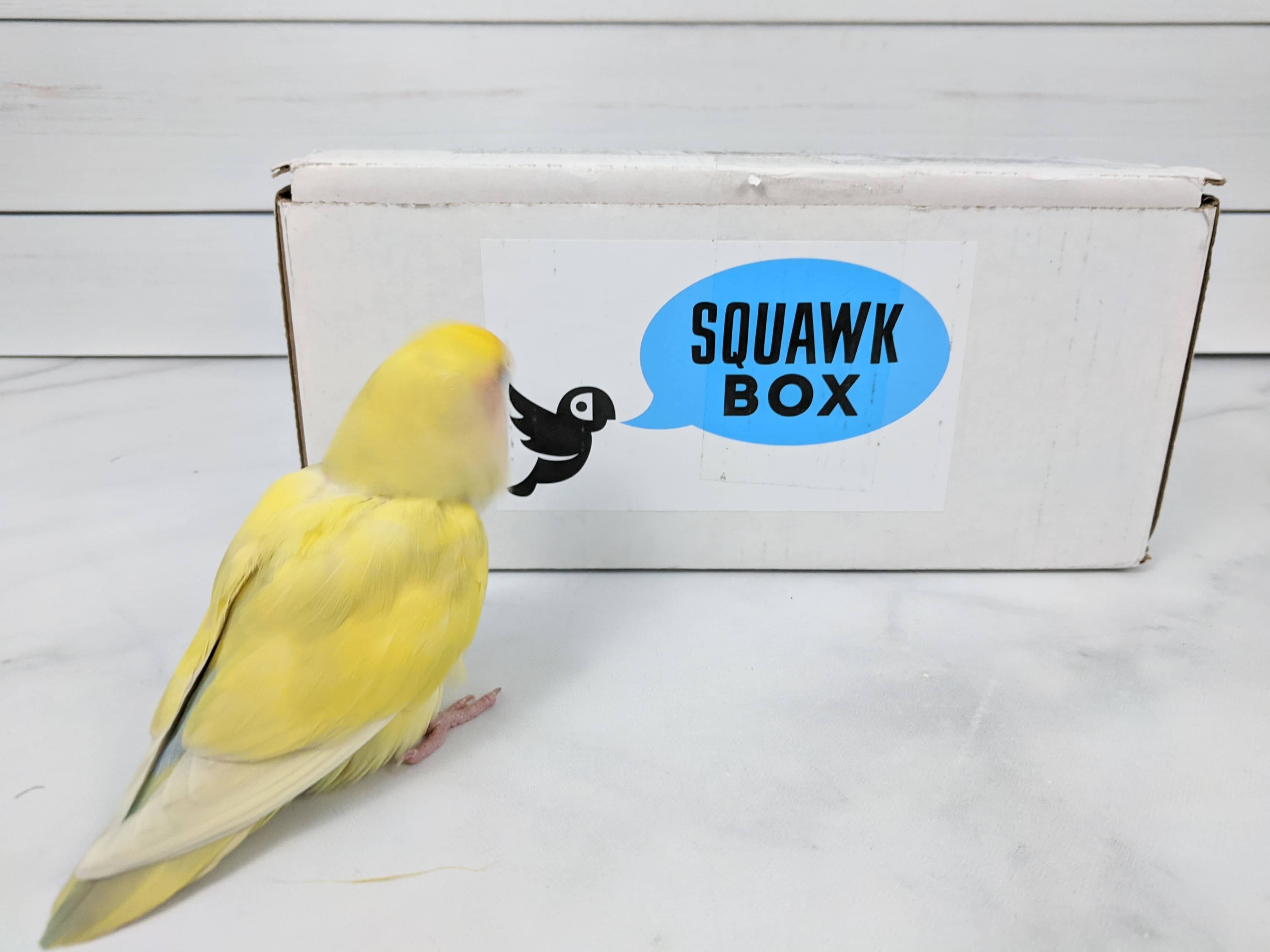 Squawk Box December 2019 Subscription Review - Hello Subscription