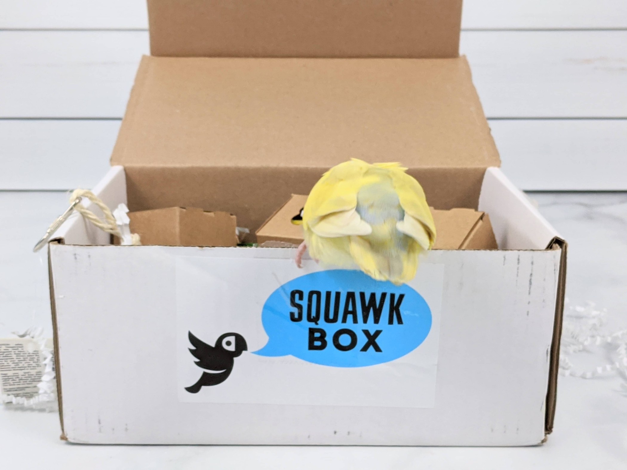 Squawk Box January 2020 Subscription Review - Hello Subscription