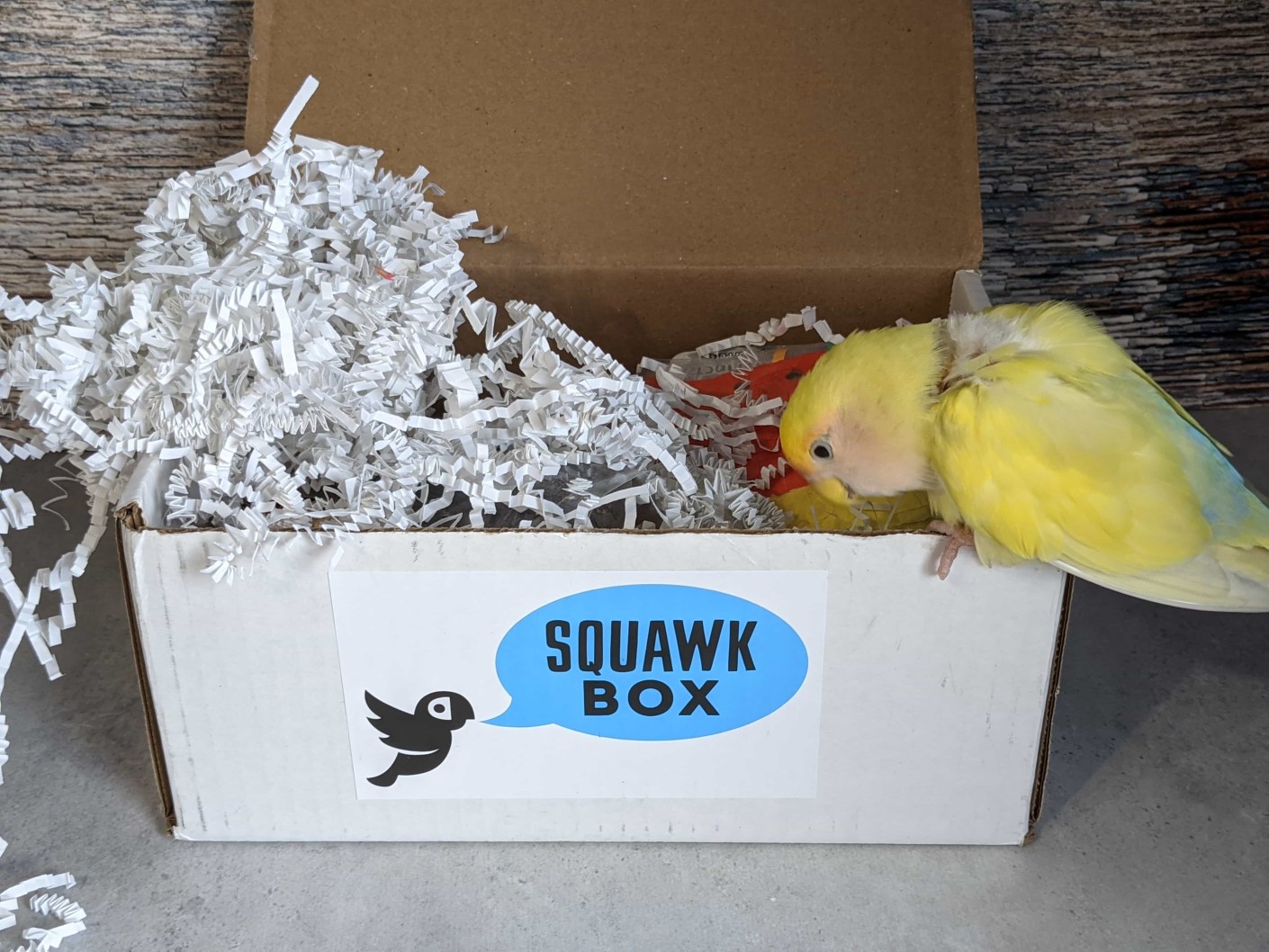Squawk Box February 2020 Subscription Review - Hello Subscription