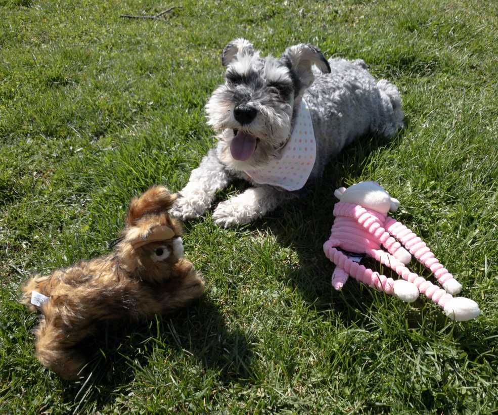 The Dapper Dog Box April 2020 Subscription Box Review + Coupon - hello ...