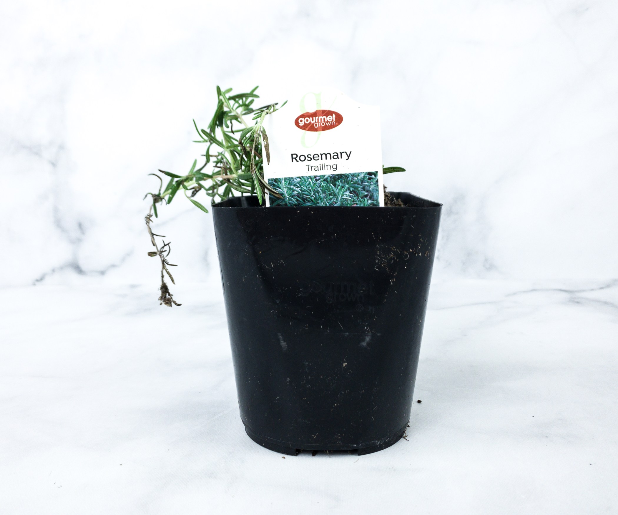 House Plant Box Review - Hello Subscription
